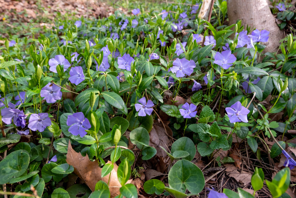 Gasiti o planta – Gradina Botanica